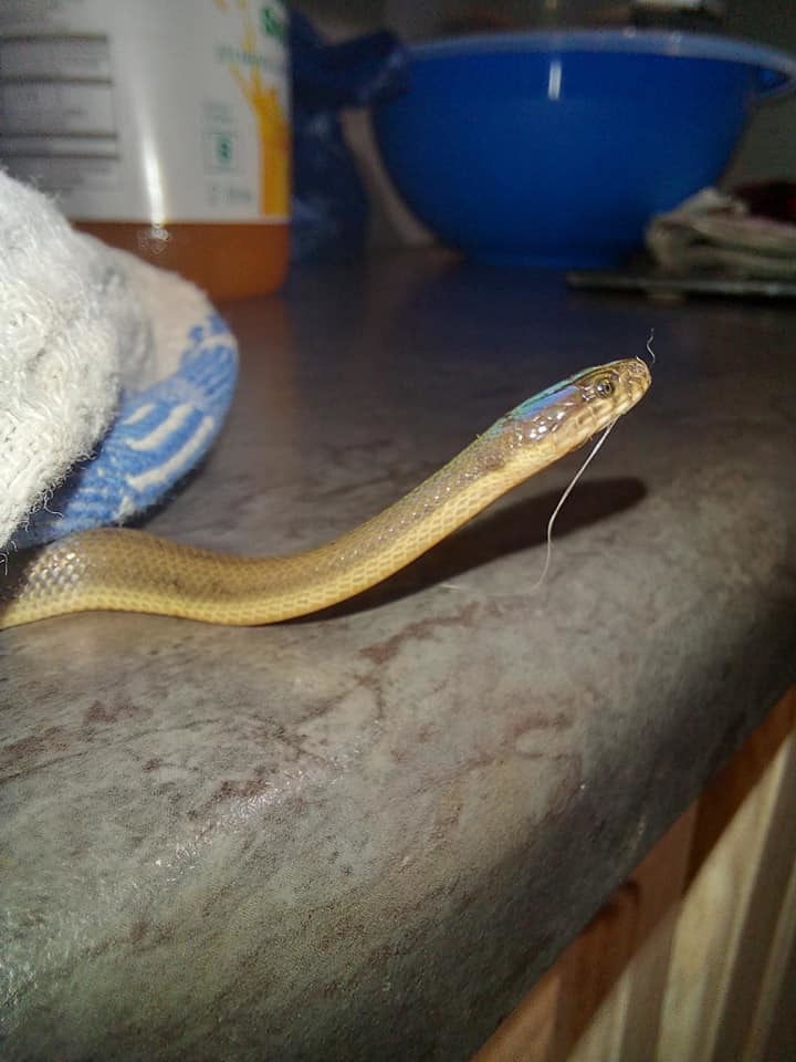 Lycodonomorphus laevissimus (Günther, 1862)