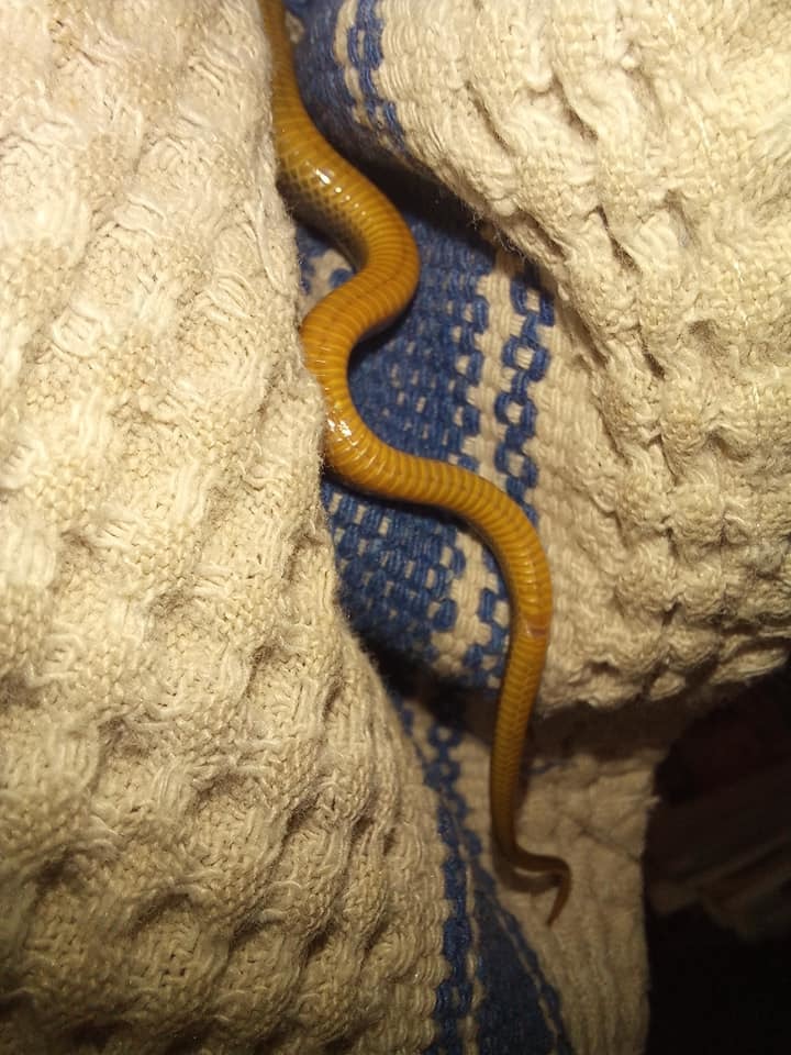 Lycodonomorphus laevissimus (Günther, 1862)