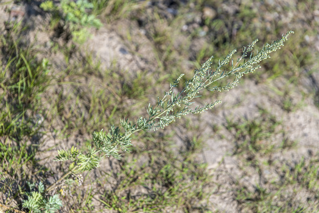 absinthe wormwood from Центральный р-н, Новокузнецк, Кемеровская обл ...