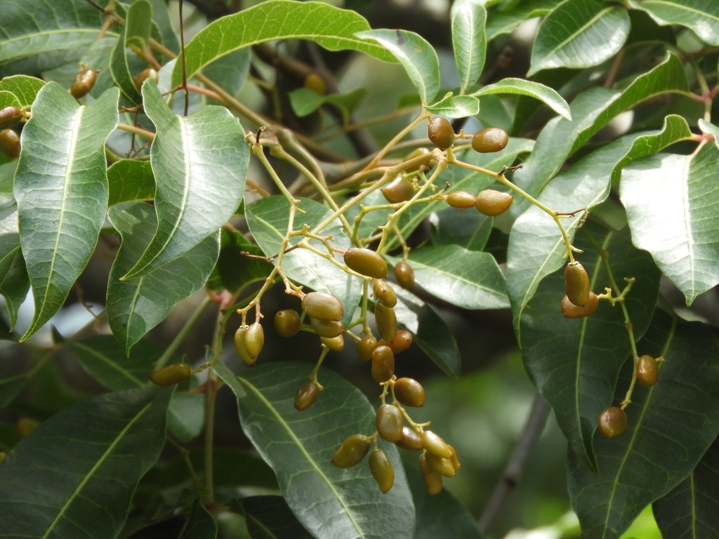 Mauria heterophylla from El Carbonal, Heredia, Barva, Costa Rica on ...