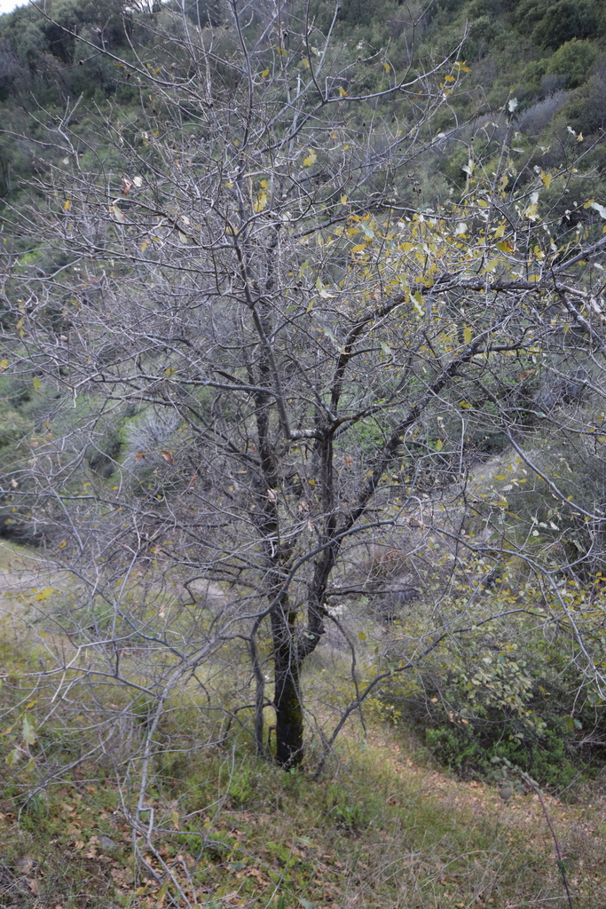 Oracle Oak from Placer County, CA, USA on March 20, 2021 at 05:18 PM by ...