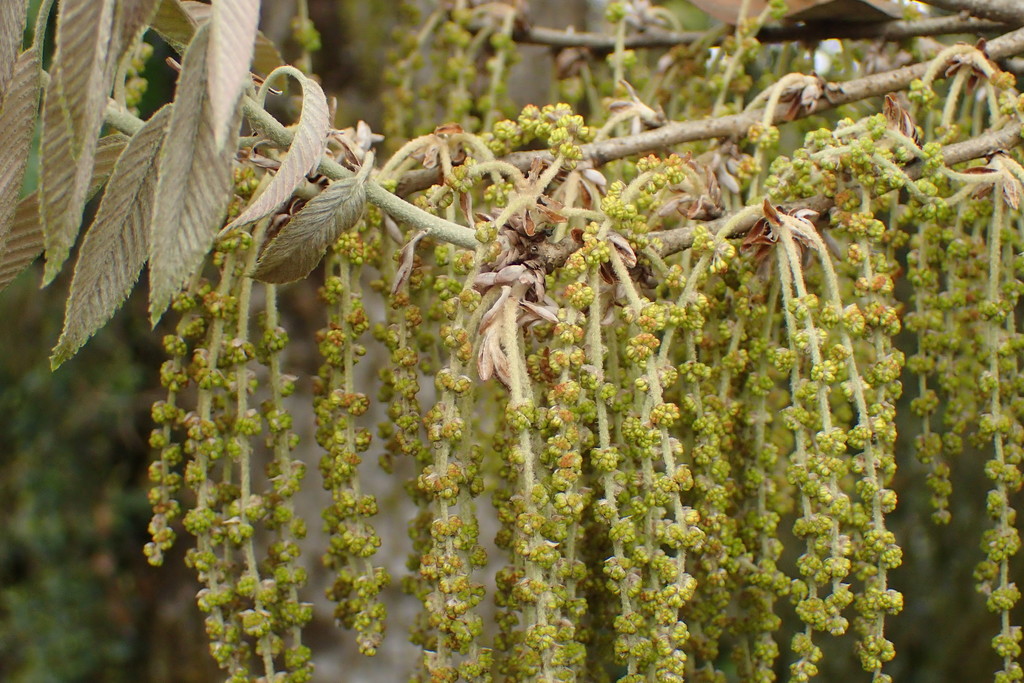 Alishan Oak (Quercus stenophylloides) - Botanical Realm