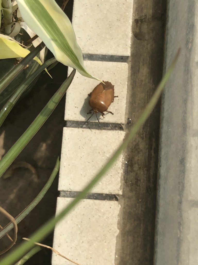 Lychee Stink Bug from Hong Kong Island, Cyberport, HK on March 25, 2021 ...