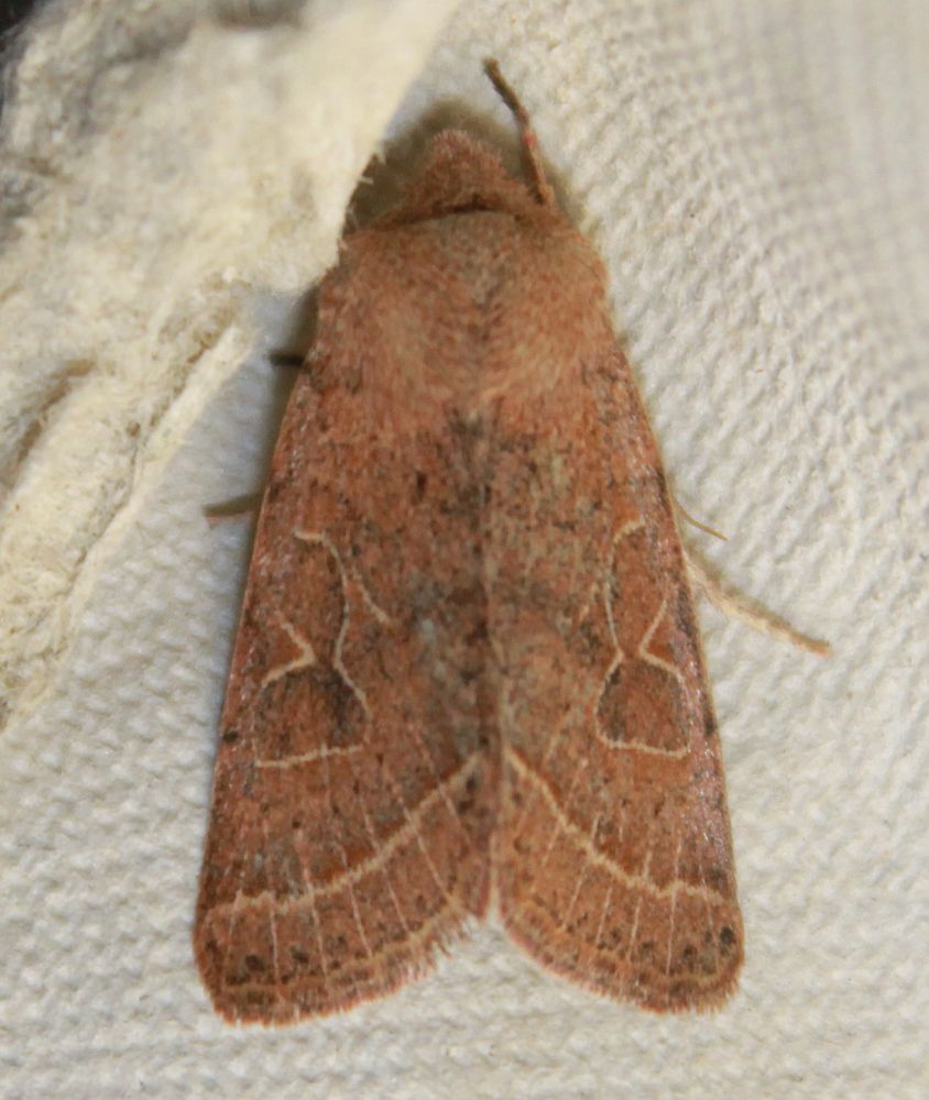 Common Quaker from Netherton, Dudley, UK on March 25, 2021 at 06:53 AM ...