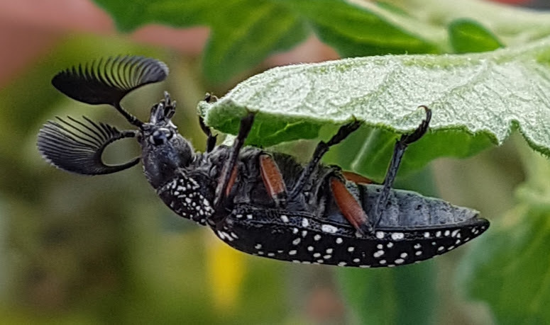 Feather-horned beetle from Pine Grove VIC 3573, Australia on March 25 ...