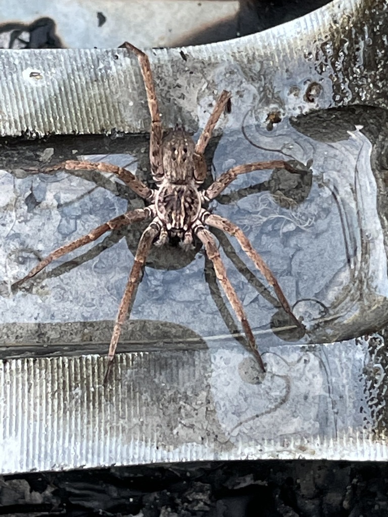 Little Tarantula from Frankston South VIC, Australia on March 25, 2021 ...