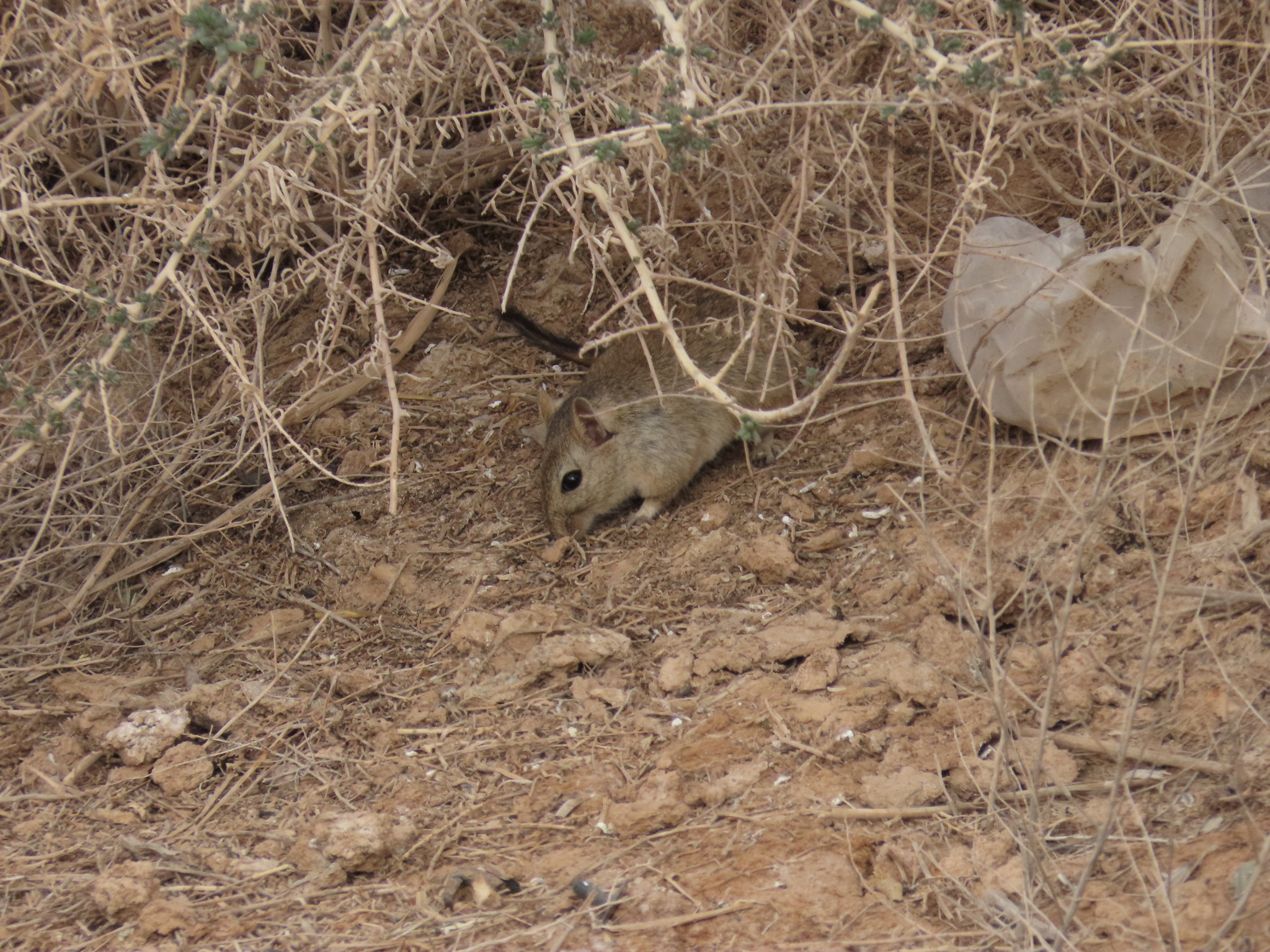 Meriones libycus Lichtenstein, 1823