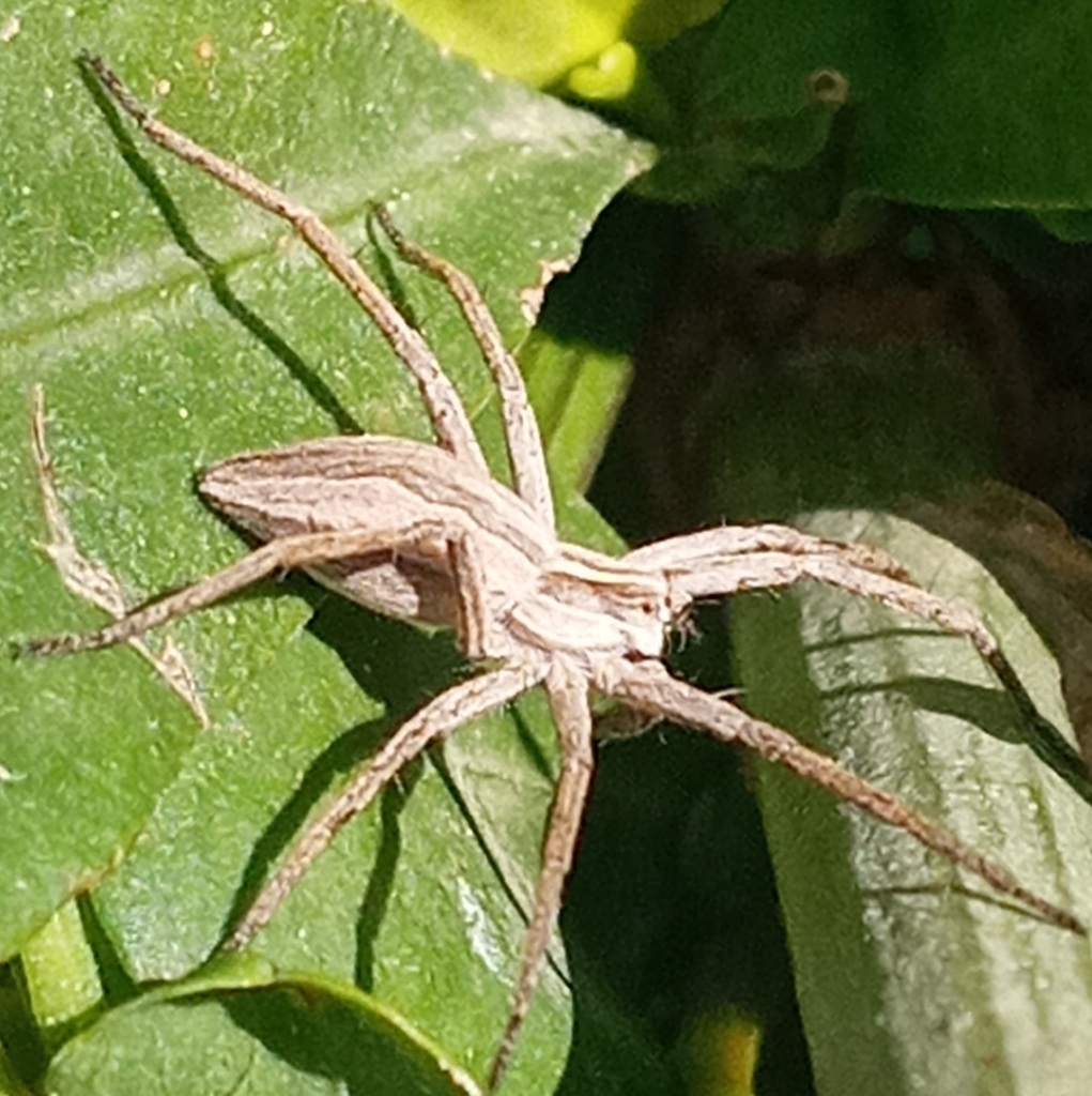 European Nursery Web spider from Oujda, Morocco on March 25, 2021 by ...