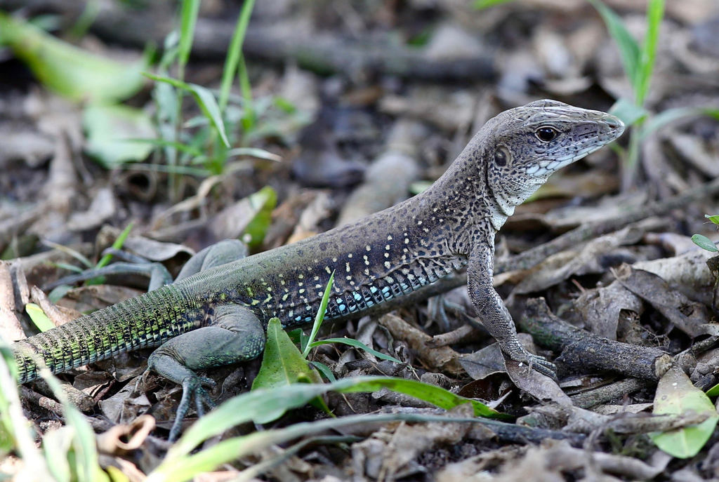 Giant Ameiva from Berbice Oriental-Courantyne, Guyana on August 09 ...