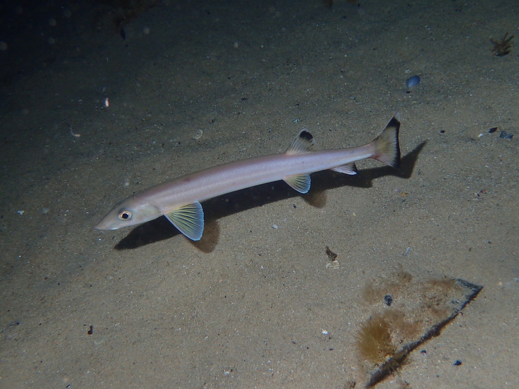 Beaked Salmon from Port Noarlunga on December 17, 2019 at 08:23 PM by ...