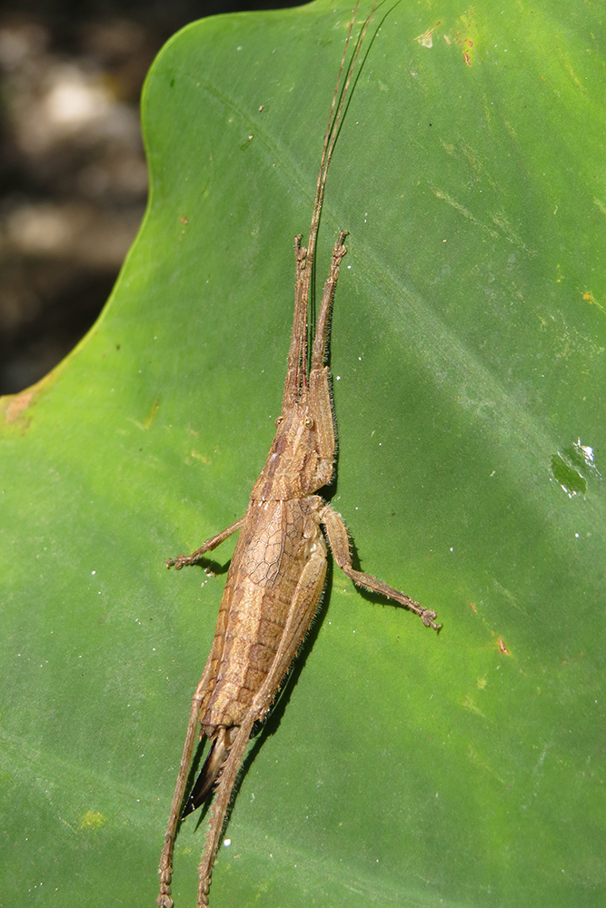 Dasyscelus normalis from Berisso, Provincia de Buenos Aires, Argentina ...
