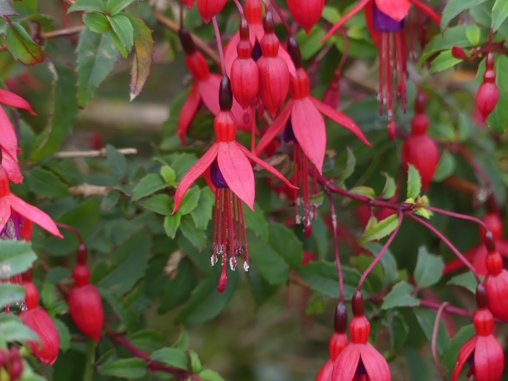 Hardy Fuchsia from Knockaskeheen, Co. Clare, Ireland on July 20, 2020 ...