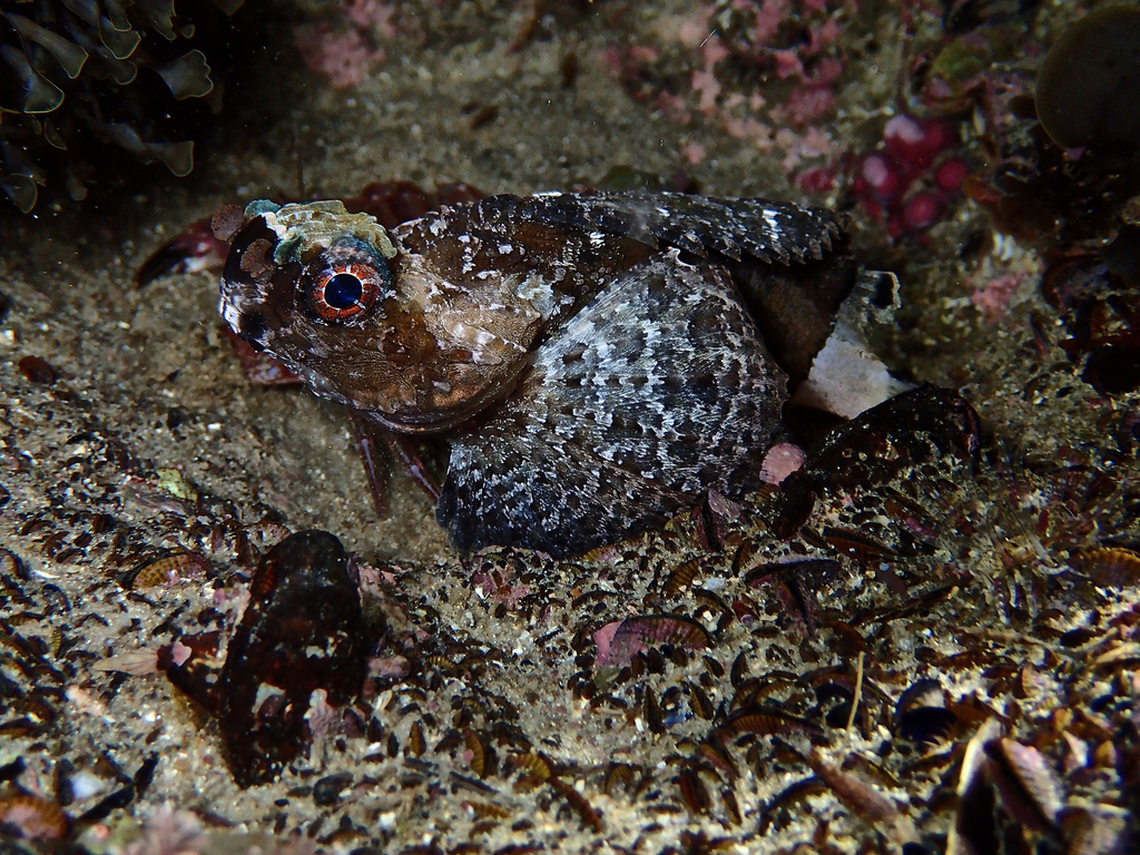 Goblinfish from Port Noarlunga on May 19, 2017 at 07:28 PM by ...