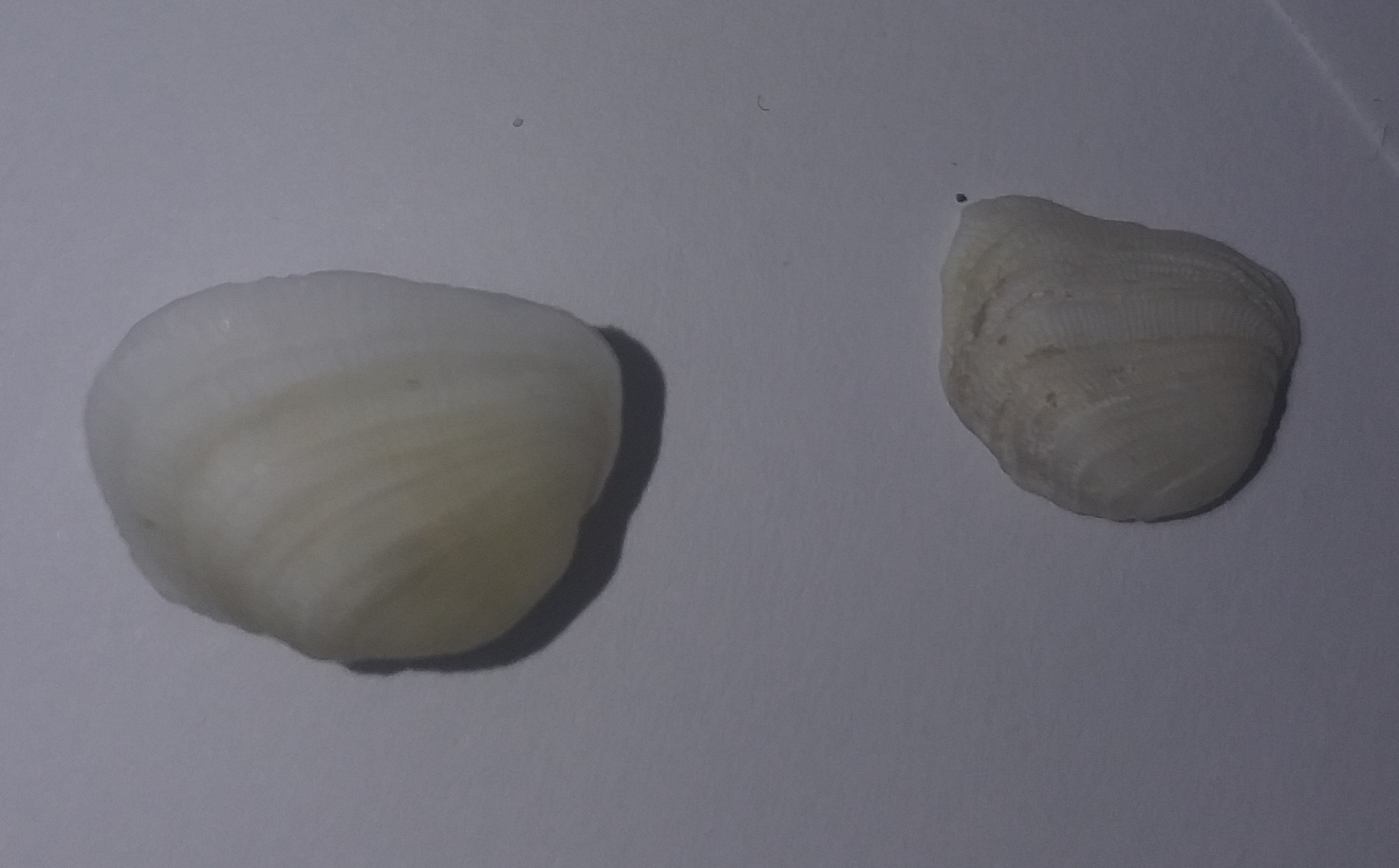 Irus irus (Linnaeus, 1758)