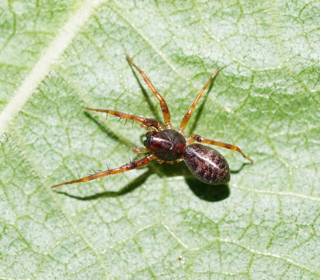 Adam Parson's Swift Spider from Monbulk VIC 3793, Australia on March 25 ...