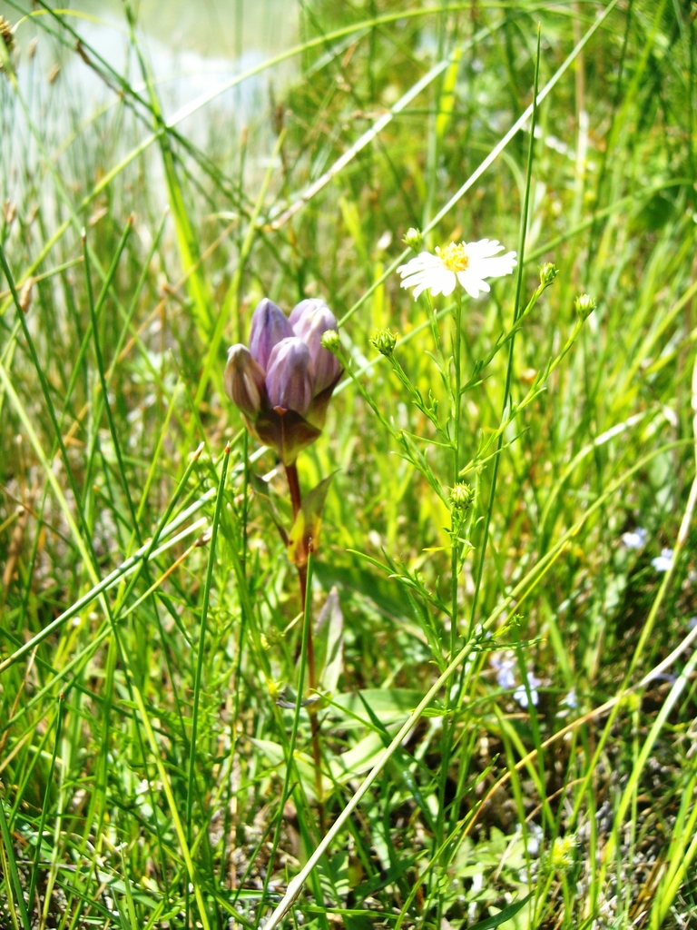 Closed Gentian from Wilson Township, MI, USA on August 14, 2008 at 12: ...