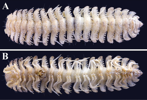 Genus Trichopeltis · iNaturalist