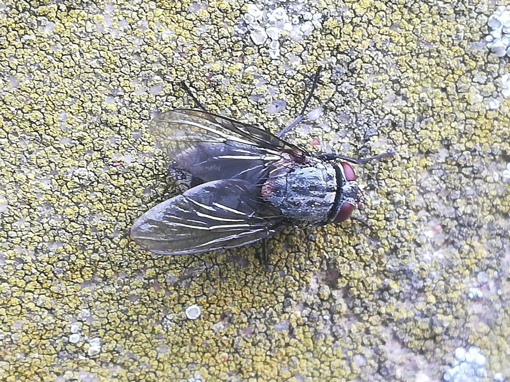 Muscina from Зеленоградск, Калининградская обл., Россия on March 25 ...