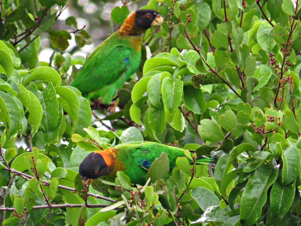 Caica Parrot in January 2016 by Tomaz Nascimento de Melo. Museu da ...