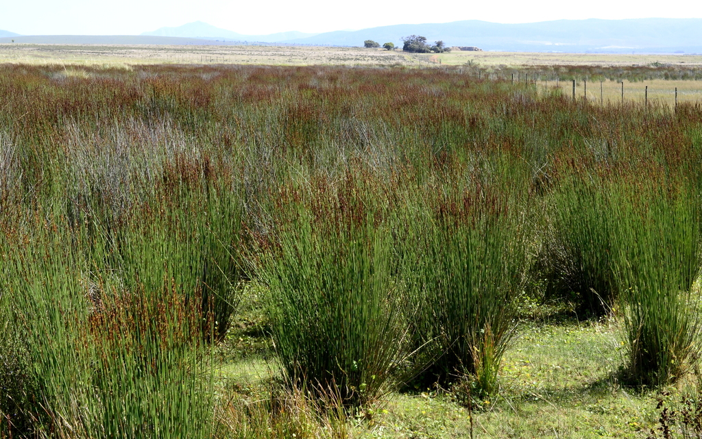 Cape Thatching Reed (Elegia tectorum) - Botanical Realm