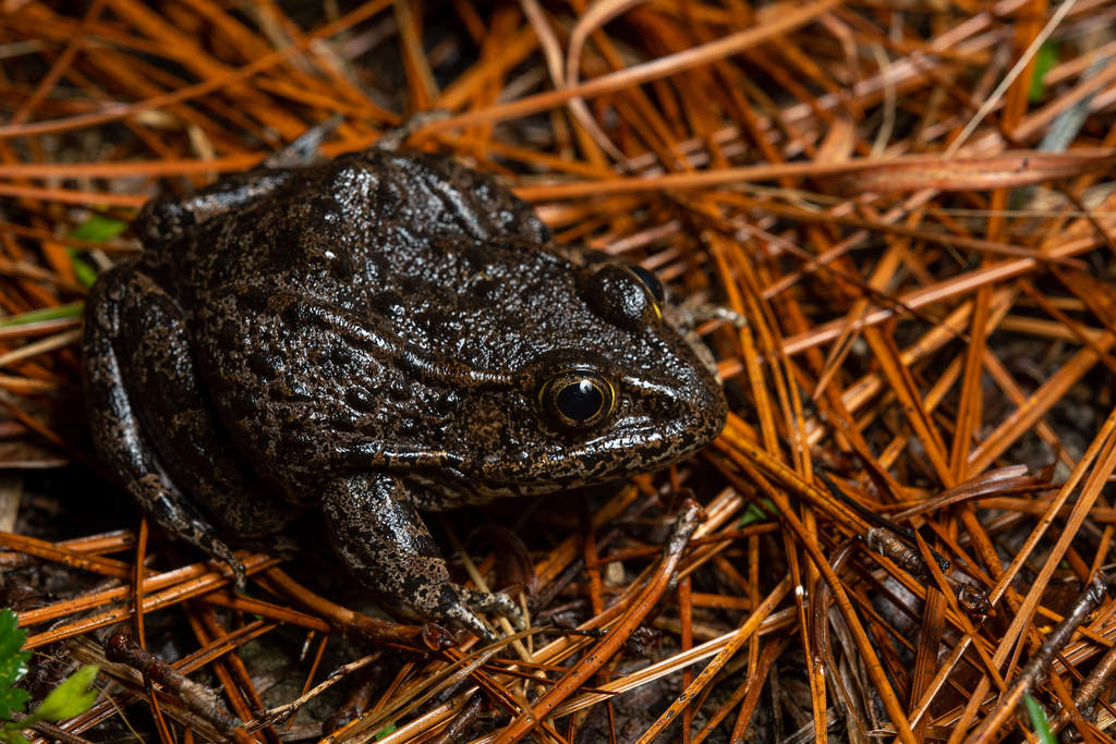Dusky Gopher Frog in March 2021 by evangrimes. At vulnerable breeding ...