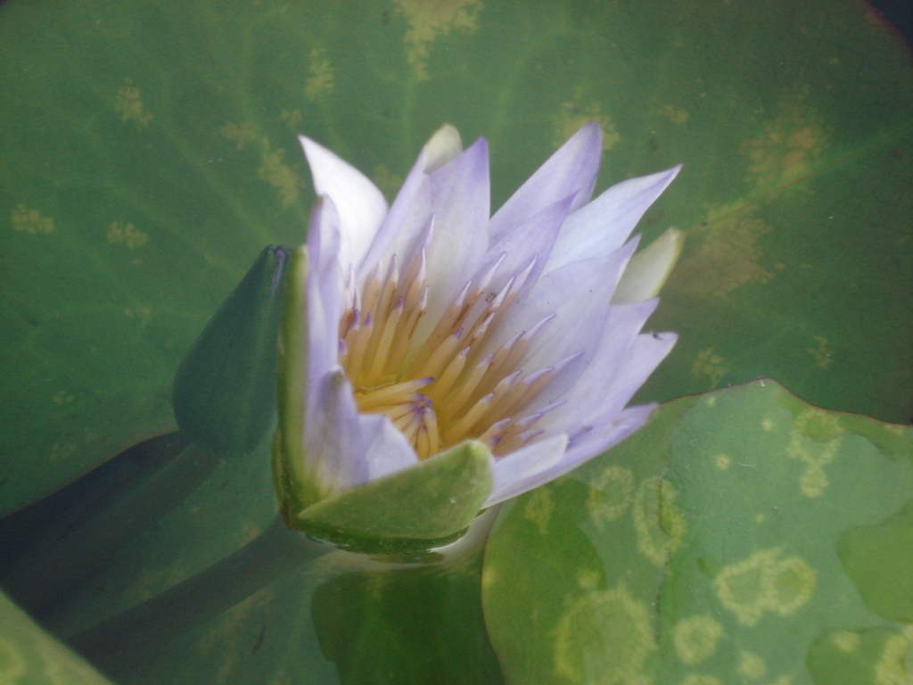 Day Waterlily from Downtown Cairo, Bab Al Louq, Abdeen, Cairo ...