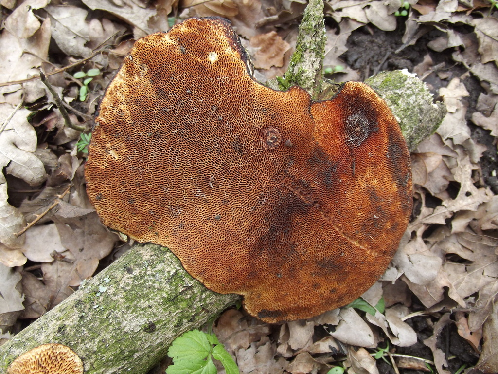 Thin-walled Maze Polypore from Witton Country Park, Blackburn, England ...