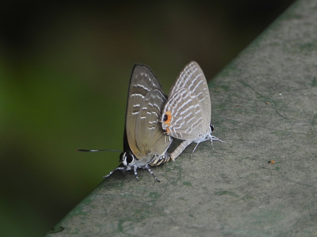 Common Cerulean from 20 Sime Rd, Singapore 288305 on March 25, 2021 at ...