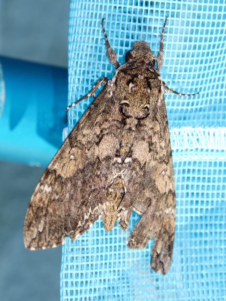 Manduca from Chapala Haciendas, Jal., Mexico on March 24, 2021 at 07:44 ...