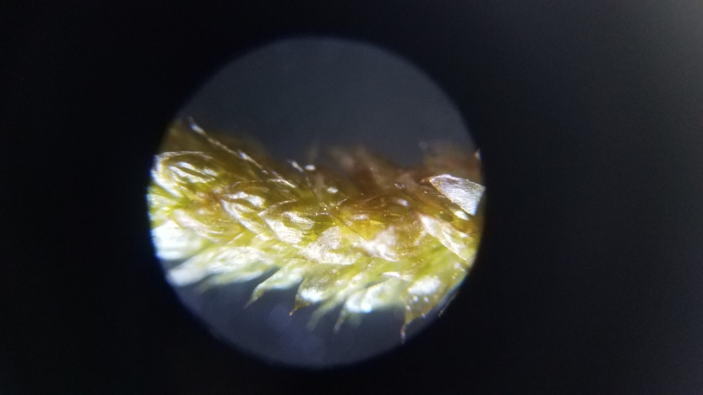 spoon-leaved moss (Bryoandersonia illecebra) - Botanical Realm