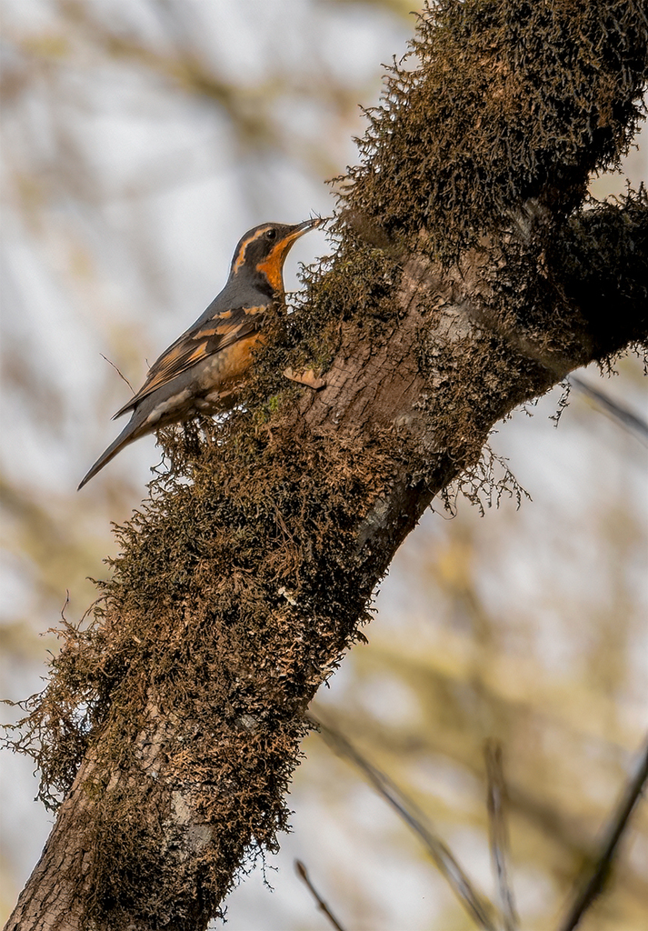 Varied Thrush from Lord Hill Park, Snohomish County, WA, USA on March ...