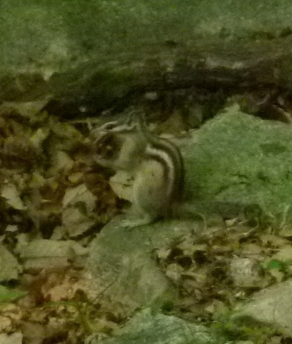 Siberian Chipmunk from Banpo-myeon, Gongju-si, Chungcheongnam-do, South ...