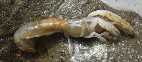 Slope Ghost Shrimp (Callianopsis goniophthalma) · iNaturalist