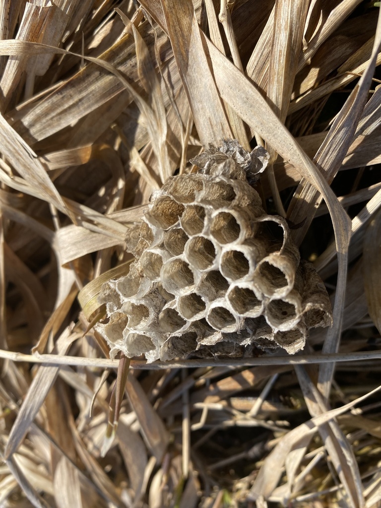 Paper Wasps from Warner Rd, Saint Paul, MN, US on March 25, 2021 at 10: ...