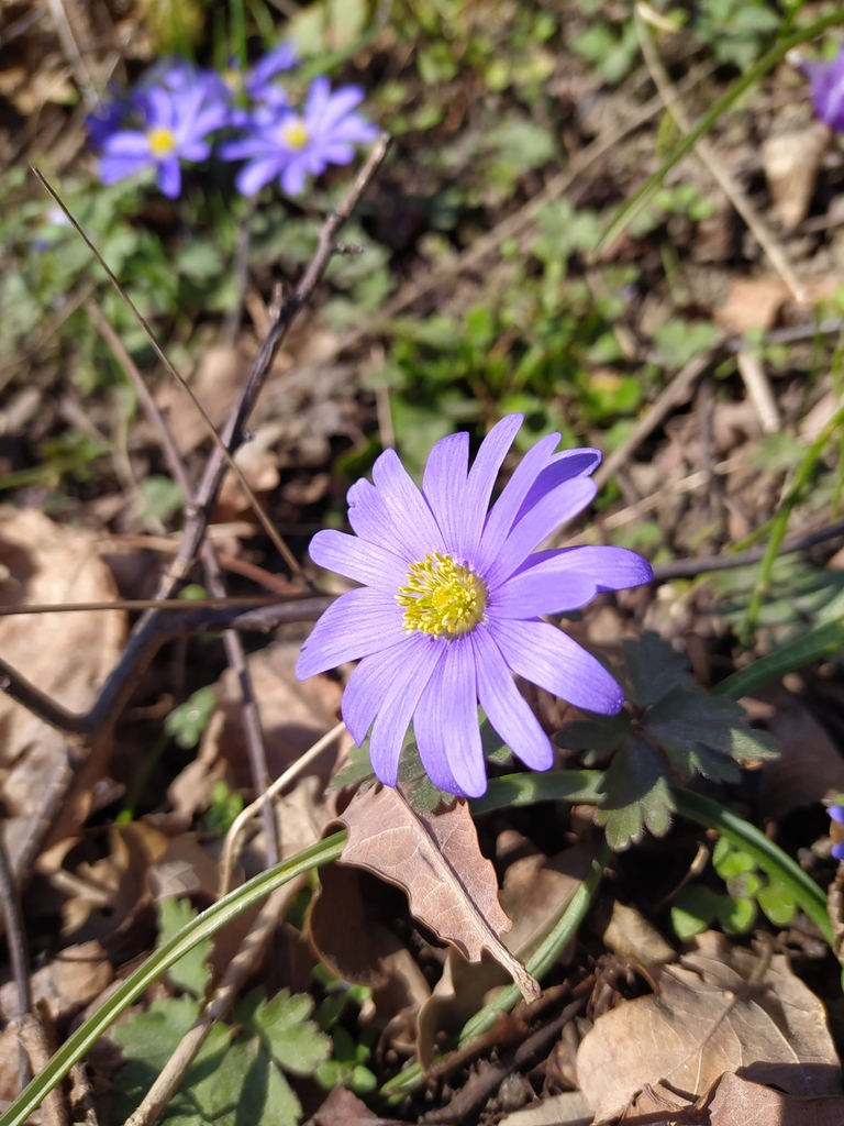 Greek Anemone from 222 74 Lund, Sweden on March 25, 2021 at 03:27 PM by ...