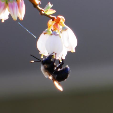 Blueberry Digger Bee from Lauderdale County, AL, USA on March 24, 2021 ...