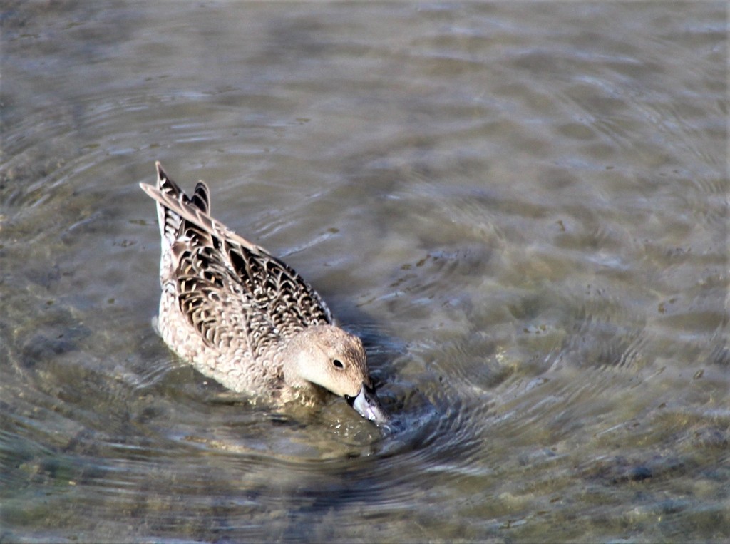 Northern Pintail from Pacific Beach, San Diego, CA, USA on March 24 ...