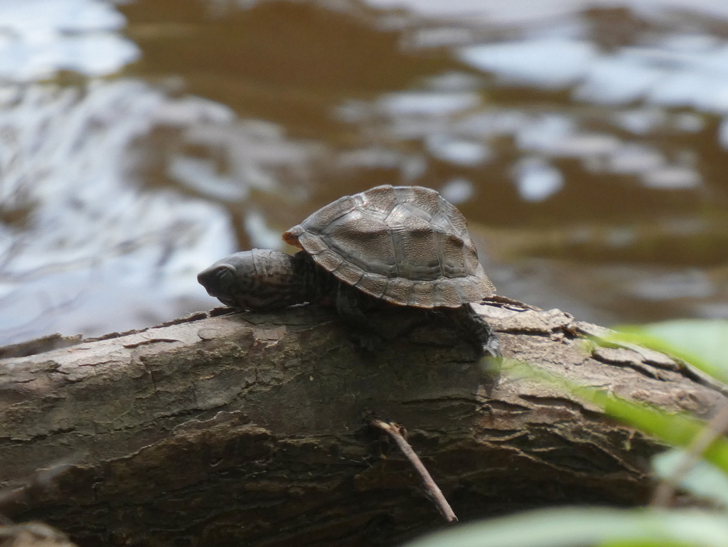 Loggerhead Musk Turtle from Seminole County, FL, USA on March 25, 2021 ...