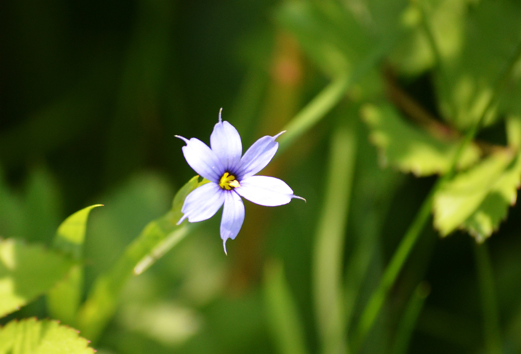 narrow-leaved blue-eyed grass from F.A. Seiberling Nature Realm on May ...