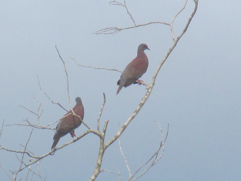 Pale-vented Pigeon from Riosucio, Chocó, Colombia on May 26, 2019 at 07 ...