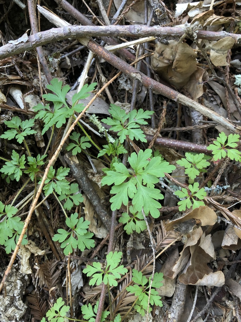 Ruberta in March 2021 by mchamik · iNaturalist