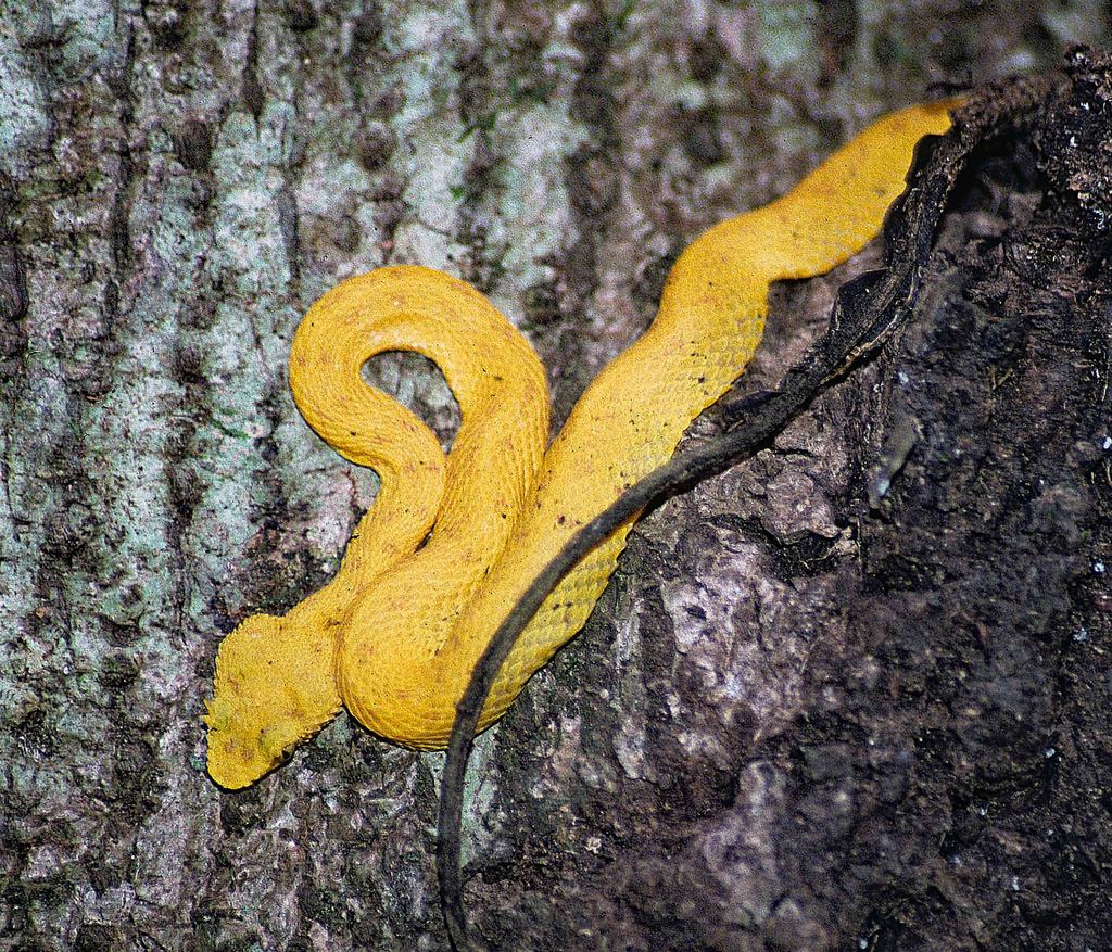 Eyelash Viper from Rio San Juan, Nicaragua on May 3, 2005 at 05:43 PM ...