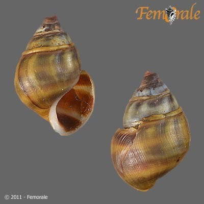 género Gyrotoma · NaturaLista Colombia