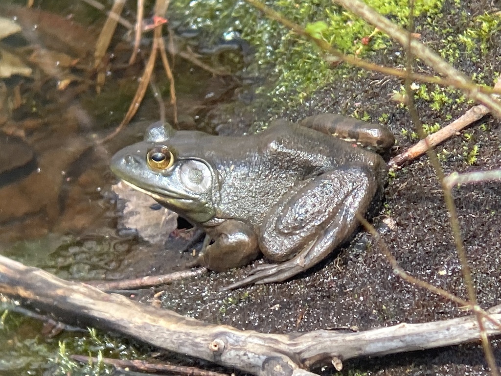 American Bullfrog from Beaver Pond, Park City, KY, US on March 25, 2021 ...