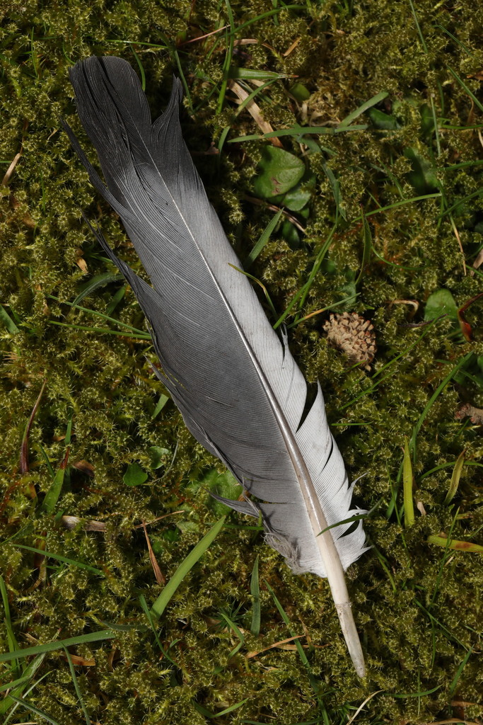 Feral Pigeon from Toxteth Park Cemetery, Smithdown Road, Toxteth ...