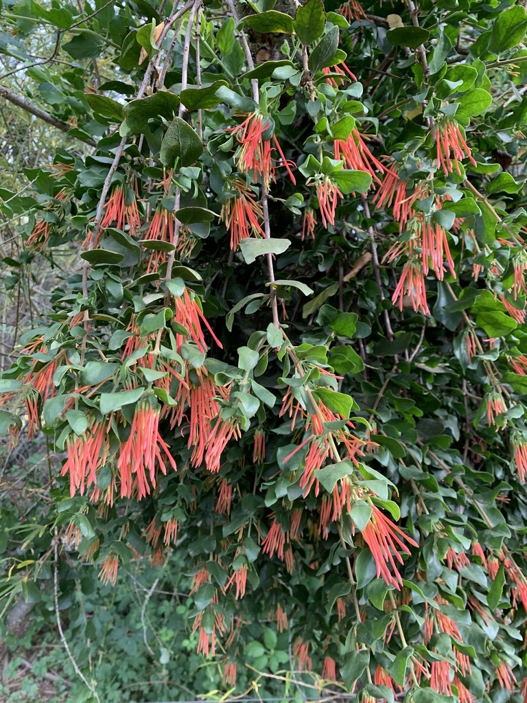 Quintral from Vilcún, Vilcún, La Araucanía, CL on March 25, 2021 at 05: ...