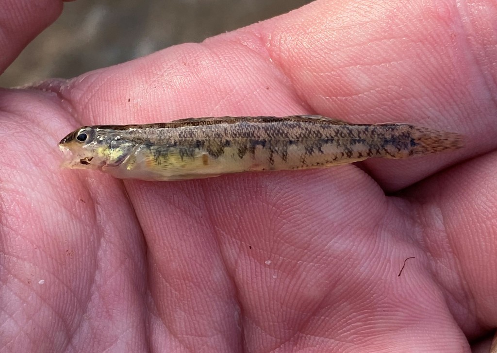 Bronze Darter from Sougahatchee Creek, St. Hwy 49, Tallapoosa County ...