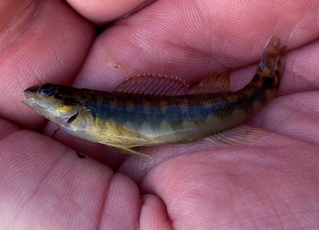 Bronze Darter from Sougahatchee Creek, St. Hwy 49, Tallapoosa County ...