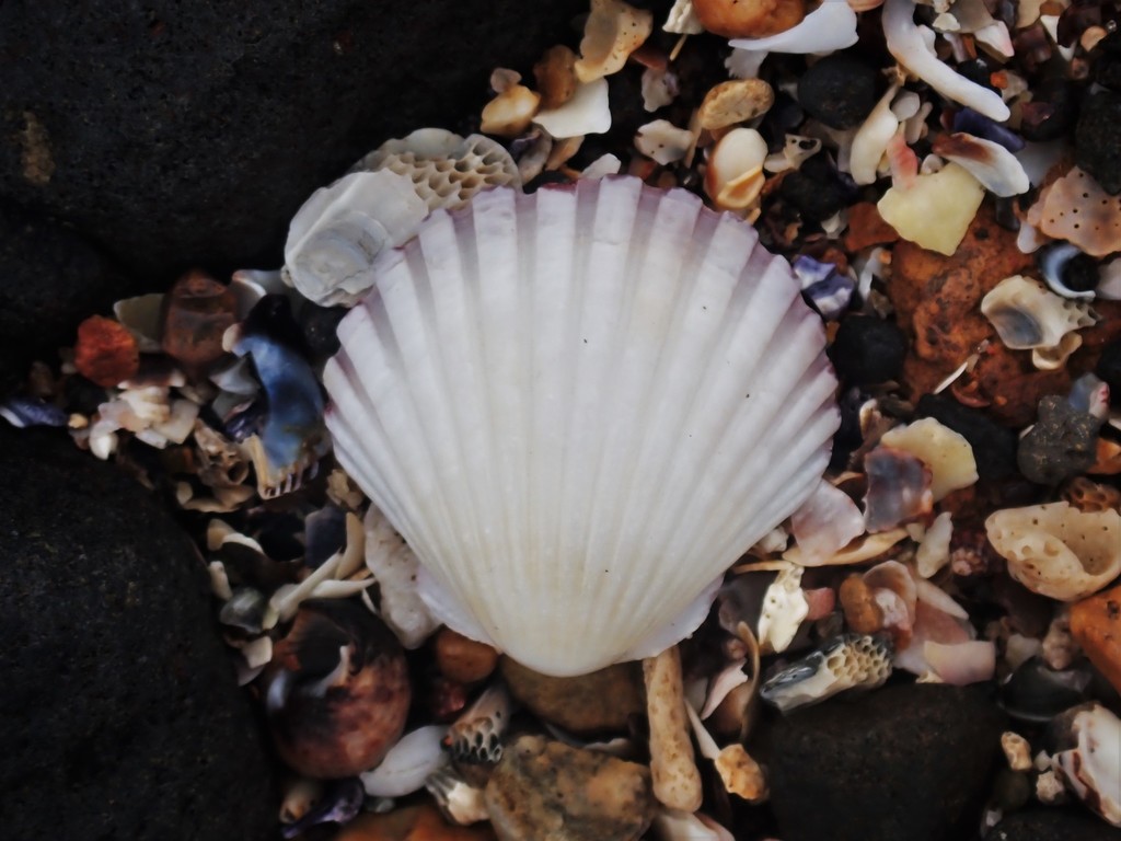 Commercial Scallop from Queensland, Australia on March 16, 2021 at 01: ...