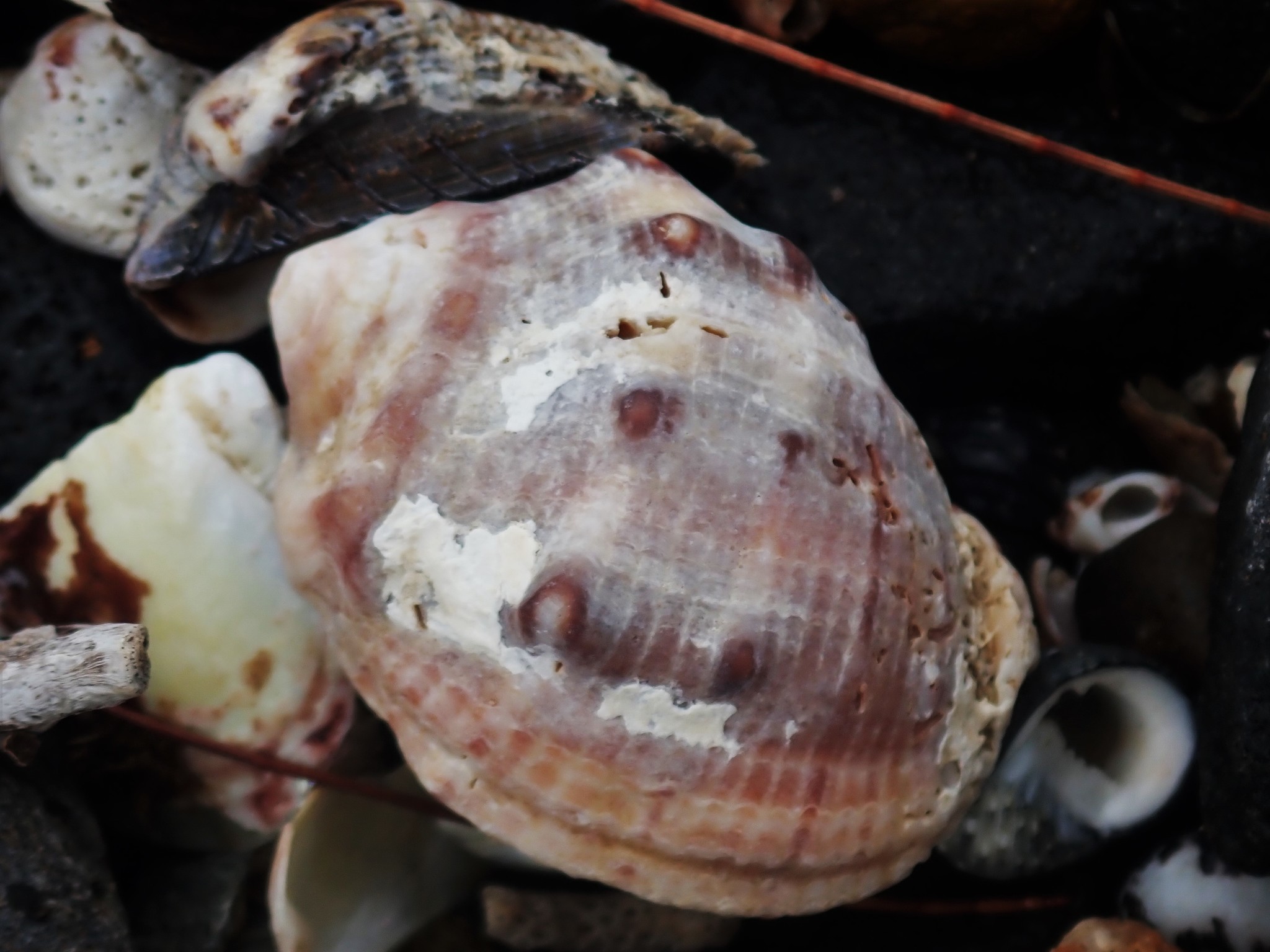 Purpura bufo Lamarck, 1822